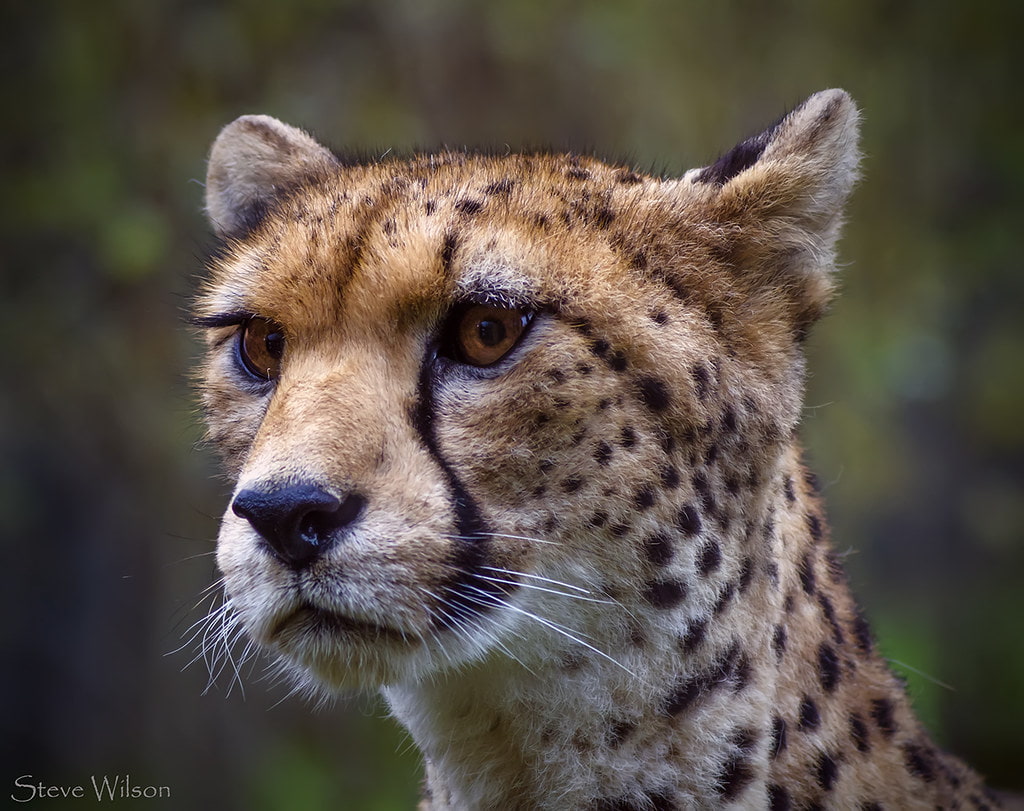 Why Do Cheetahs Have Black Lines On Their Face