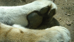 Unknown facts about Tiger Legs, Feet & Claws